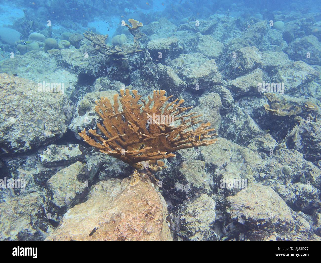 Corals are marine invertebrates within the class Anthozoa of the phylum ...