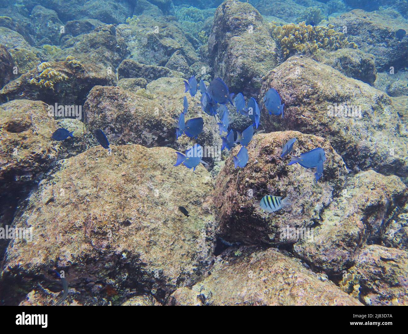 Blue Tang eating growth off of coral in Curacao Stock Photo - Alamy