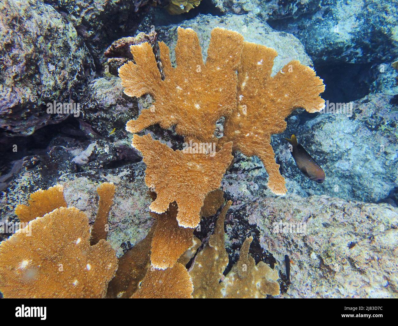 Corals are marine invertebrates within the class Anthozoa of the phylum ...