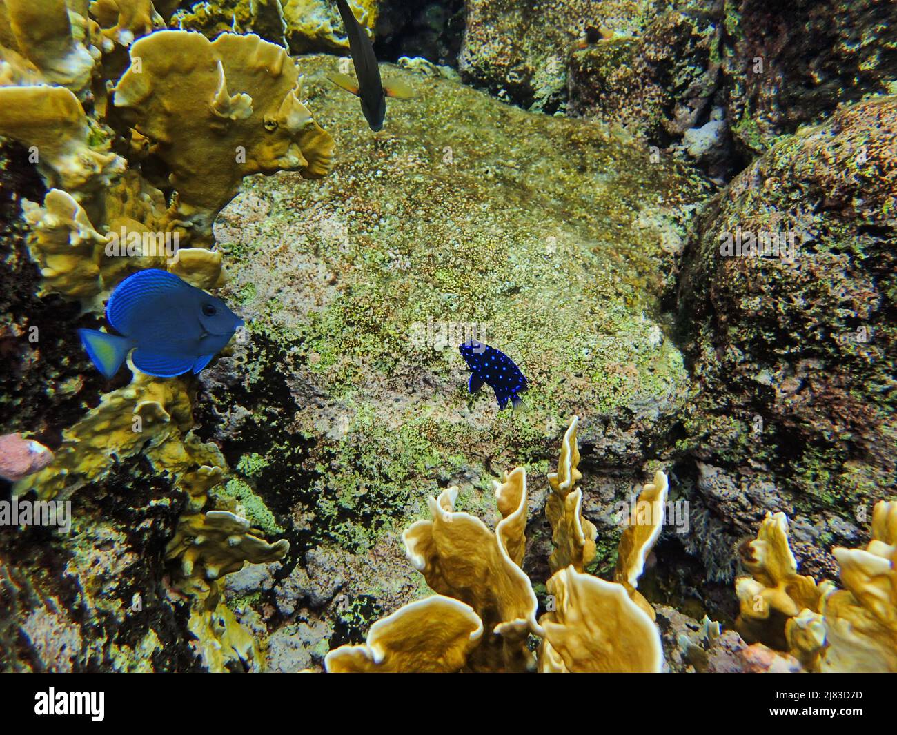 Blue Tang eating growth off of coral in Curacao Stock Photo - Alamy