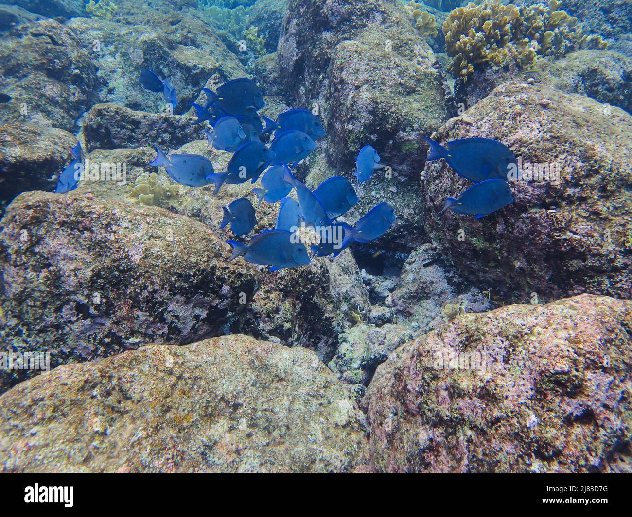 Blue Tang eating growth off of coral in Curacao Stock Photo - Alamy