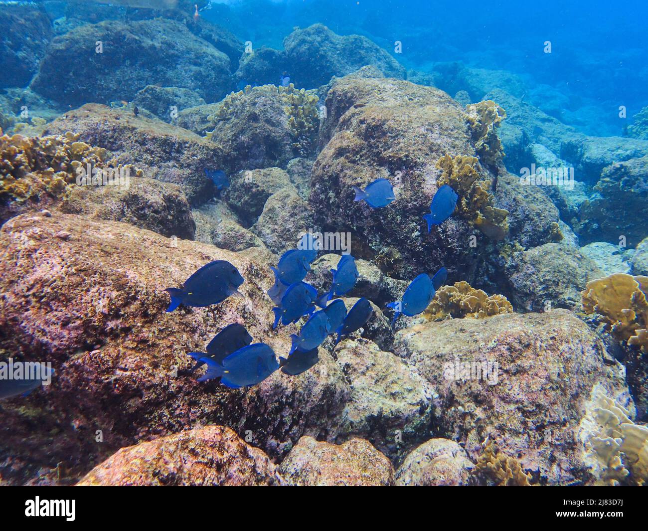Blue Tang eating growth off of coral in Curacao Stock Photo - Alamy