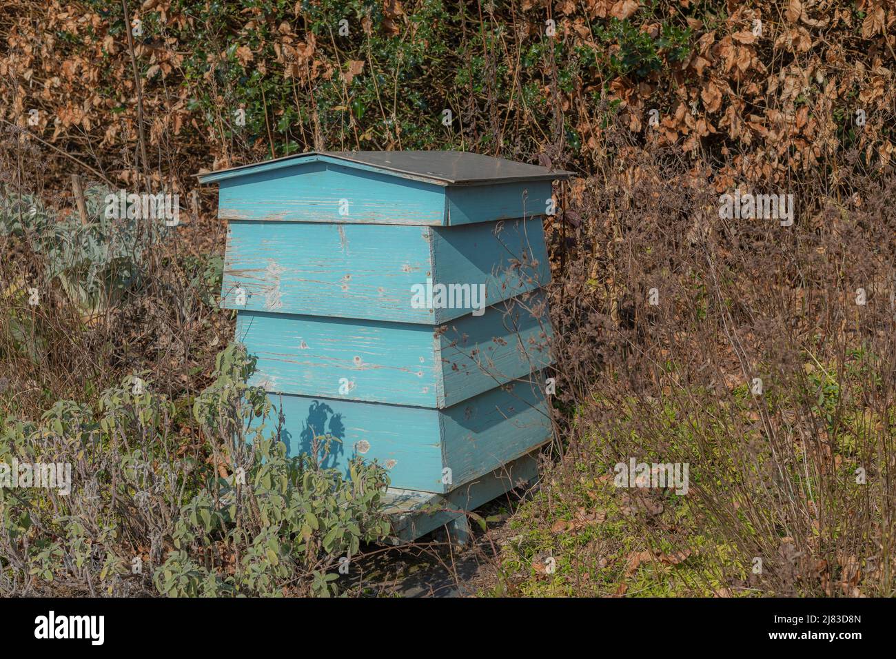 Blue painted beehive where honey is produced by the honey bees in the ...