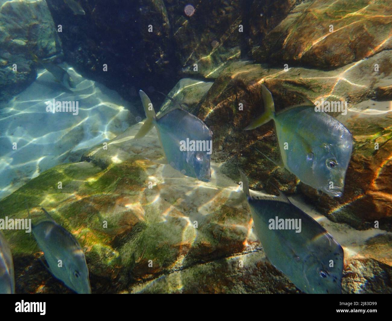An underwater photo of a school of Silver Lookdown Fish Stock Photo - Alamy