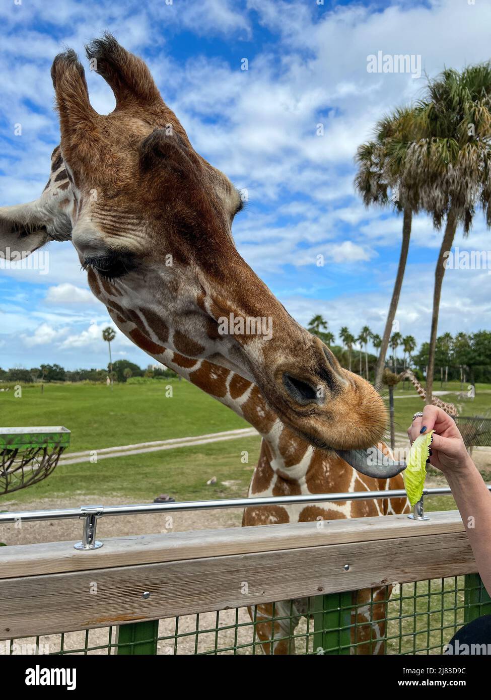 Tampa, FL USA - November 11, 2021: A closeup of a giraffe at a zoo ...