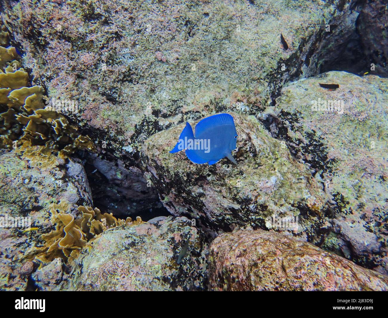 Blue Tang eating growth off of coral in Curacao Stock Photo - Alamy
