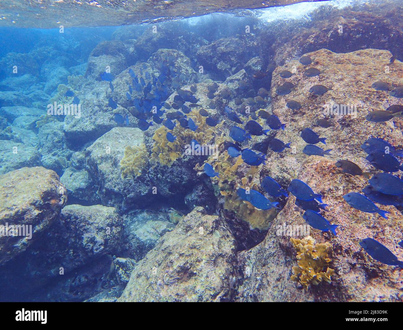 Blue Tang eating growth off of coral in Curacao Stock Photo - Alamy
