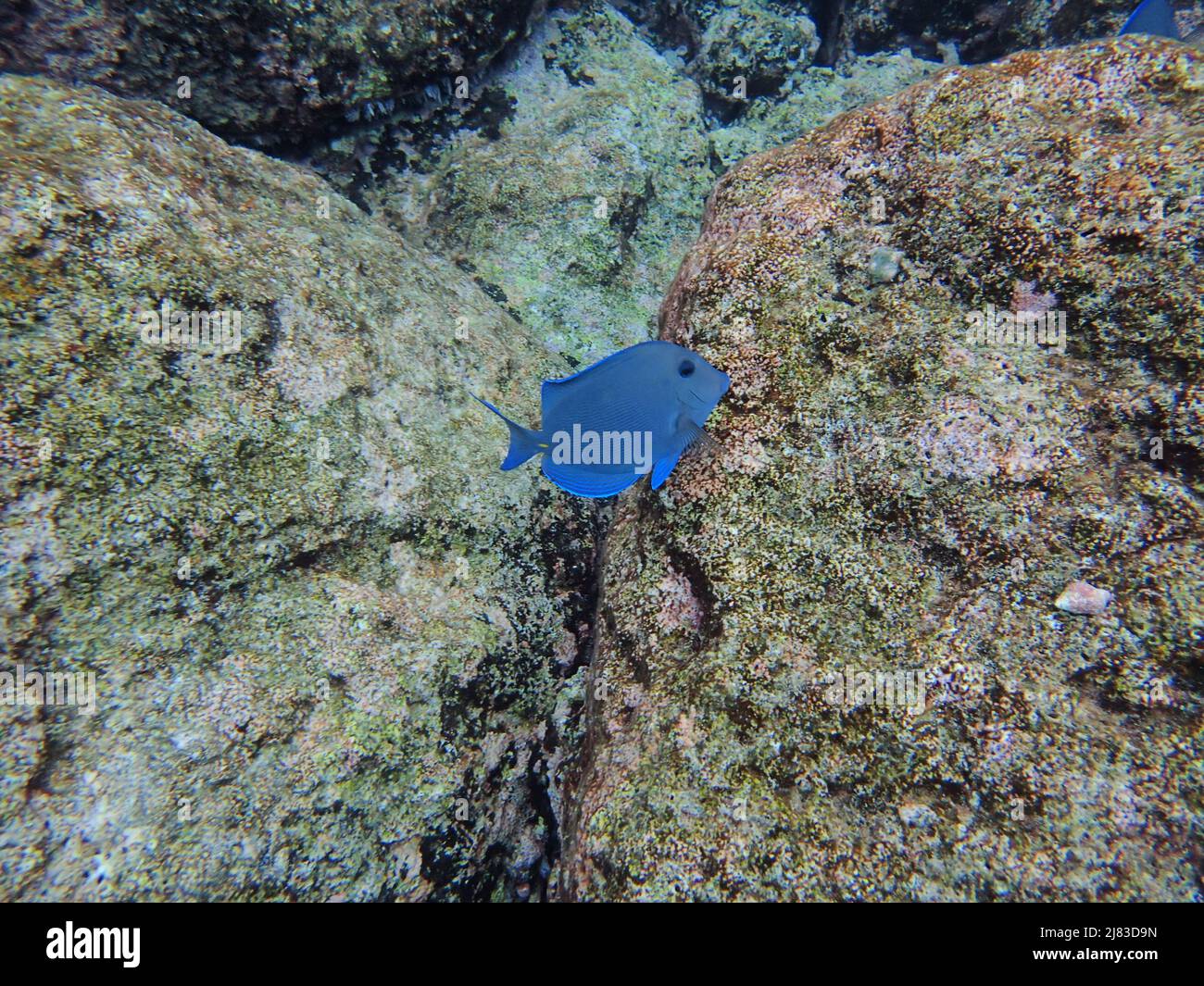 Blue Tang eating growth off of coral in Curacao Stock Photo - Alamy