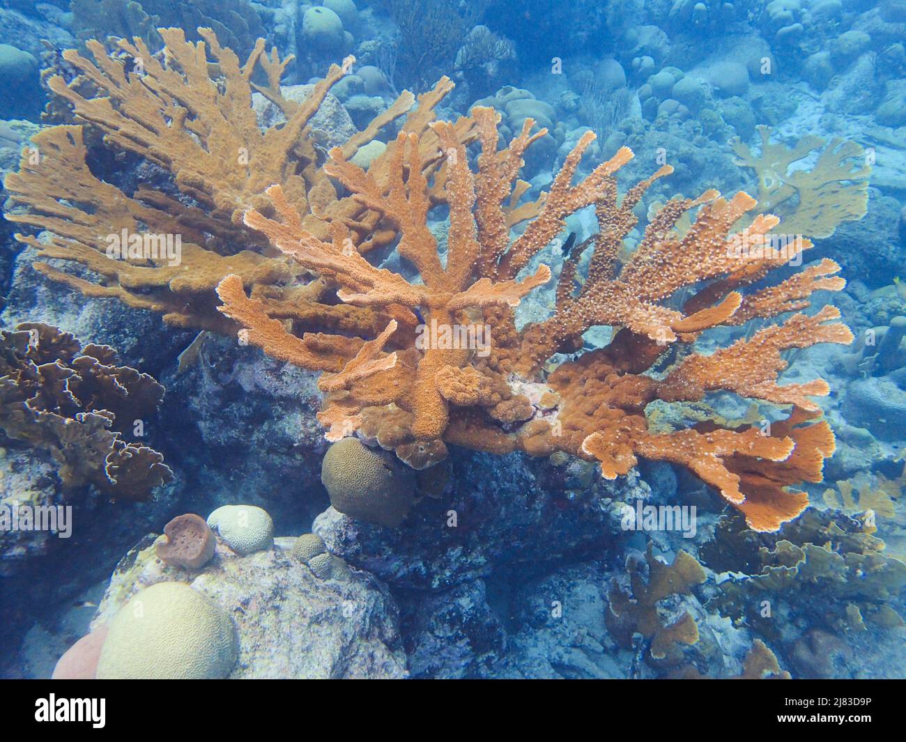 Corals are marine invertebrates within the class Anthozoa of the phylum ...