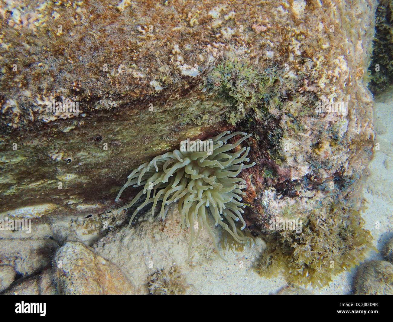 Sea anemone eating a fish hi-res stock photography and images - Alamy