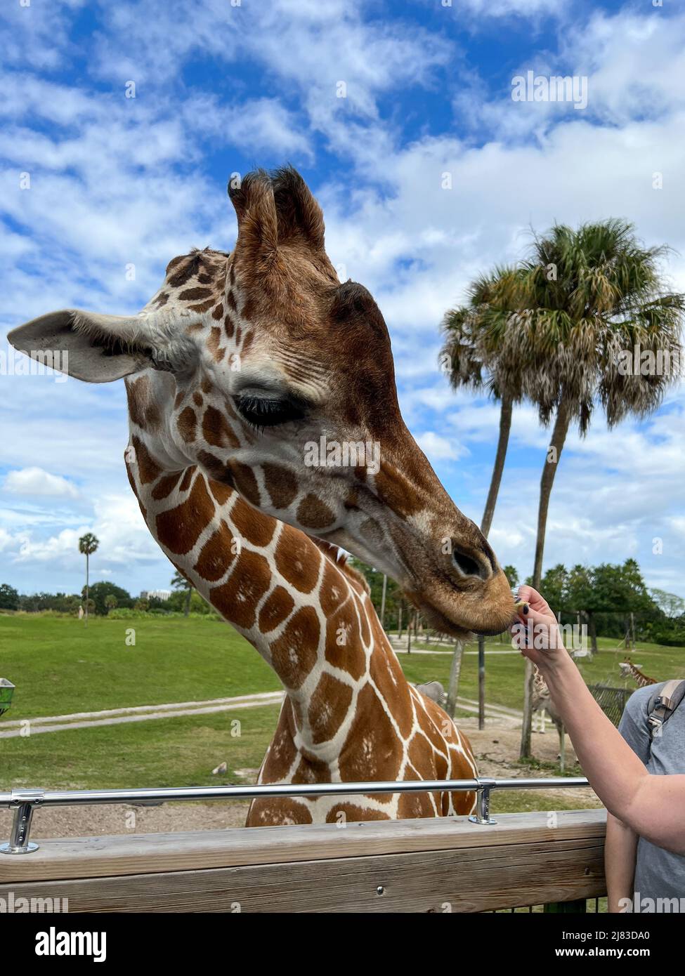 Tampa, FL USA - November 11, 2021: A closeup of a giraffe at a zoo ...