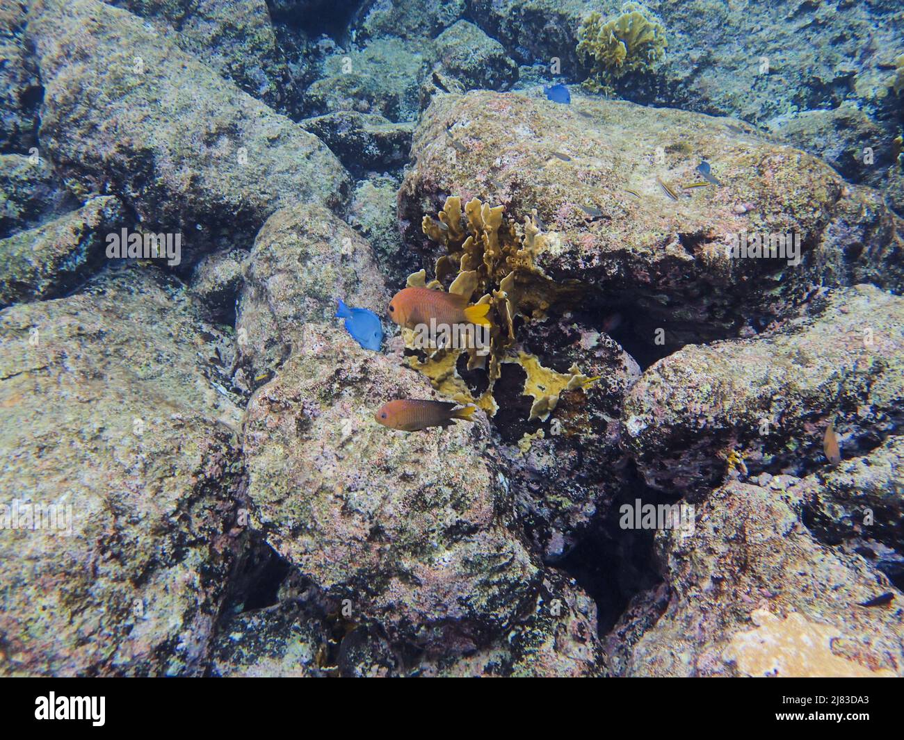 Blue Tang eating growth off of coral in Curacao Stock Photo - Alamy