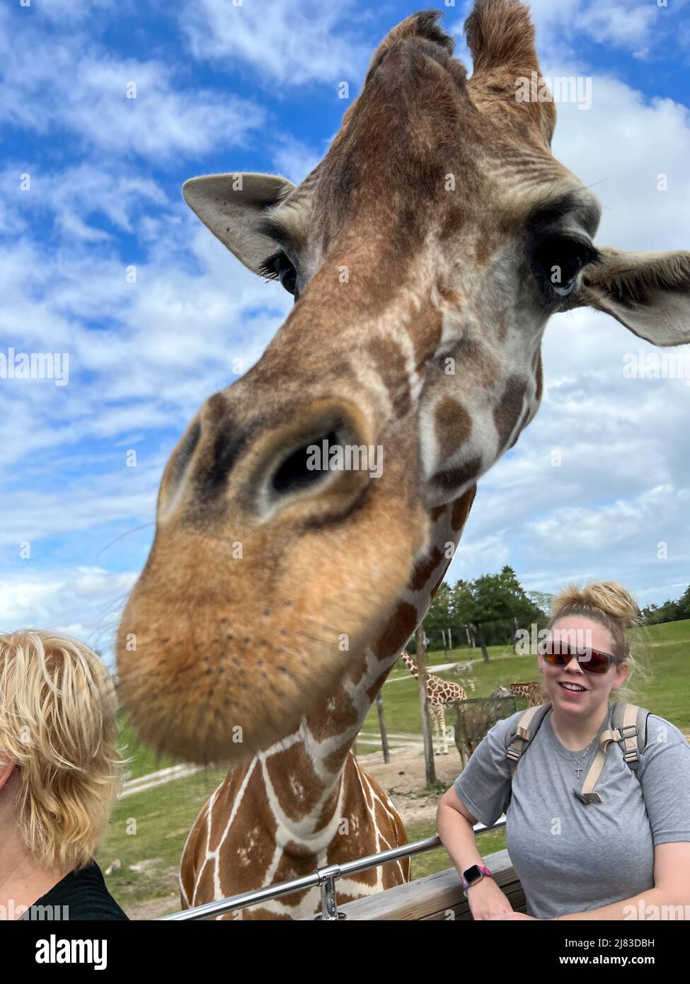 Tampa, FL USA - November 11, 2021: A closeup of a giraffe at a zoo ...