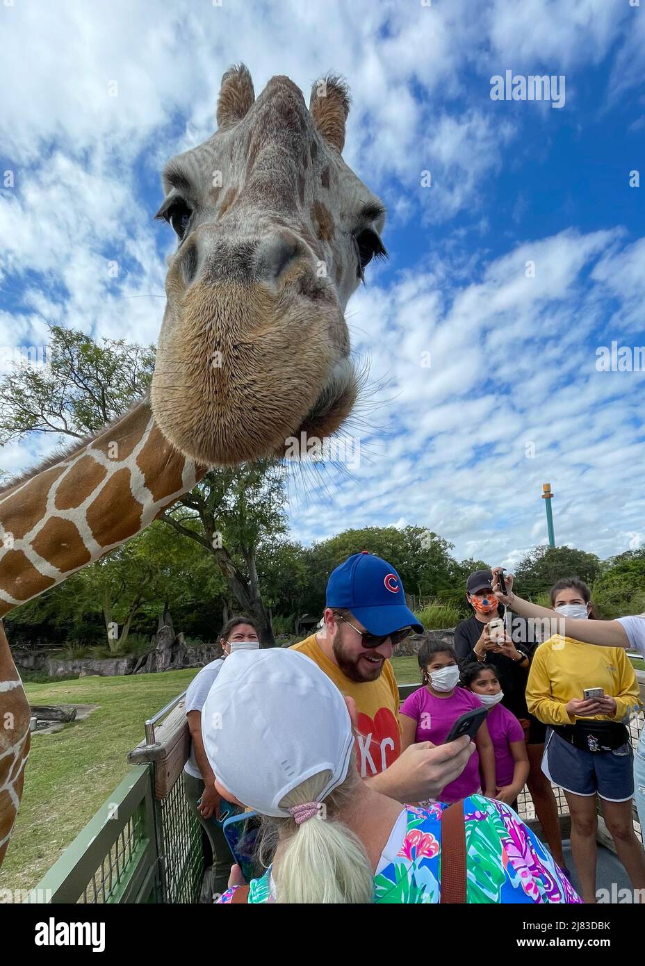 Tampa, FL USA - November 11, 2021: A closeup of a giraffe at a zoo ...