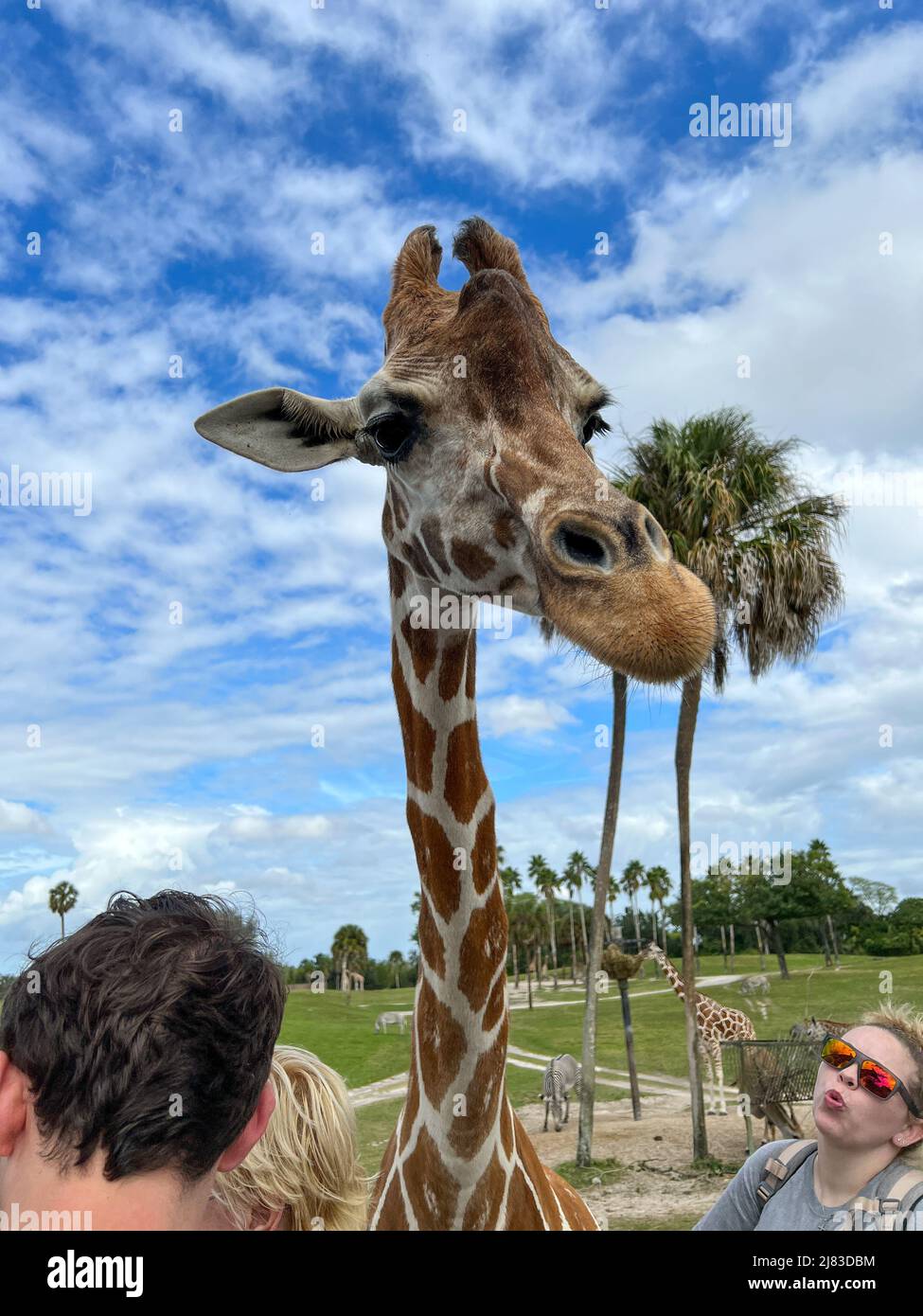 Tampa, FL USA - November 11, 2021: A closeup of a giraffe at a zoo ...