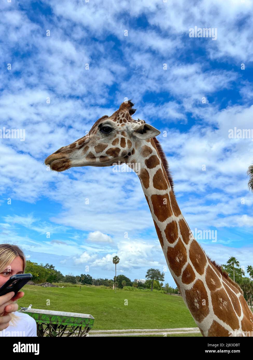 Tampa, FL USA - November 11, 2021: A closeup of a giraffe at a zoo ...