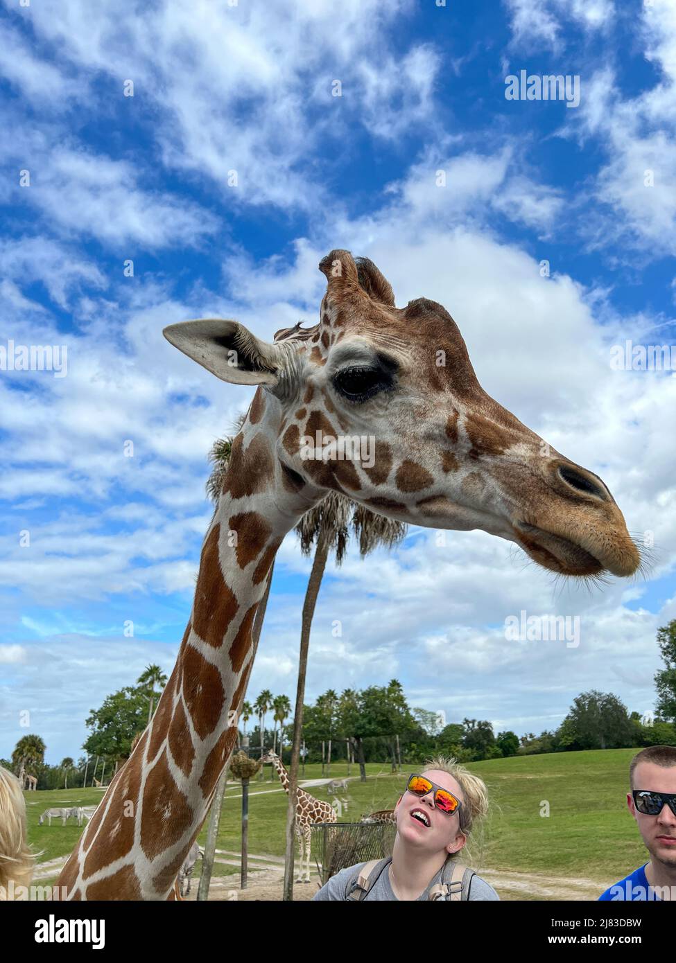 Tampa, FL USA - November 11, 2021: A closeup of a giraffe at a zoo ...