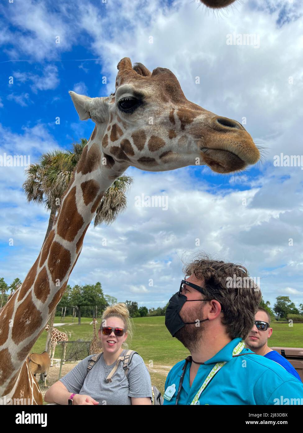 Tampa, FL USA - November 11, 2021: A closeup of a giraffe at a zoo ...