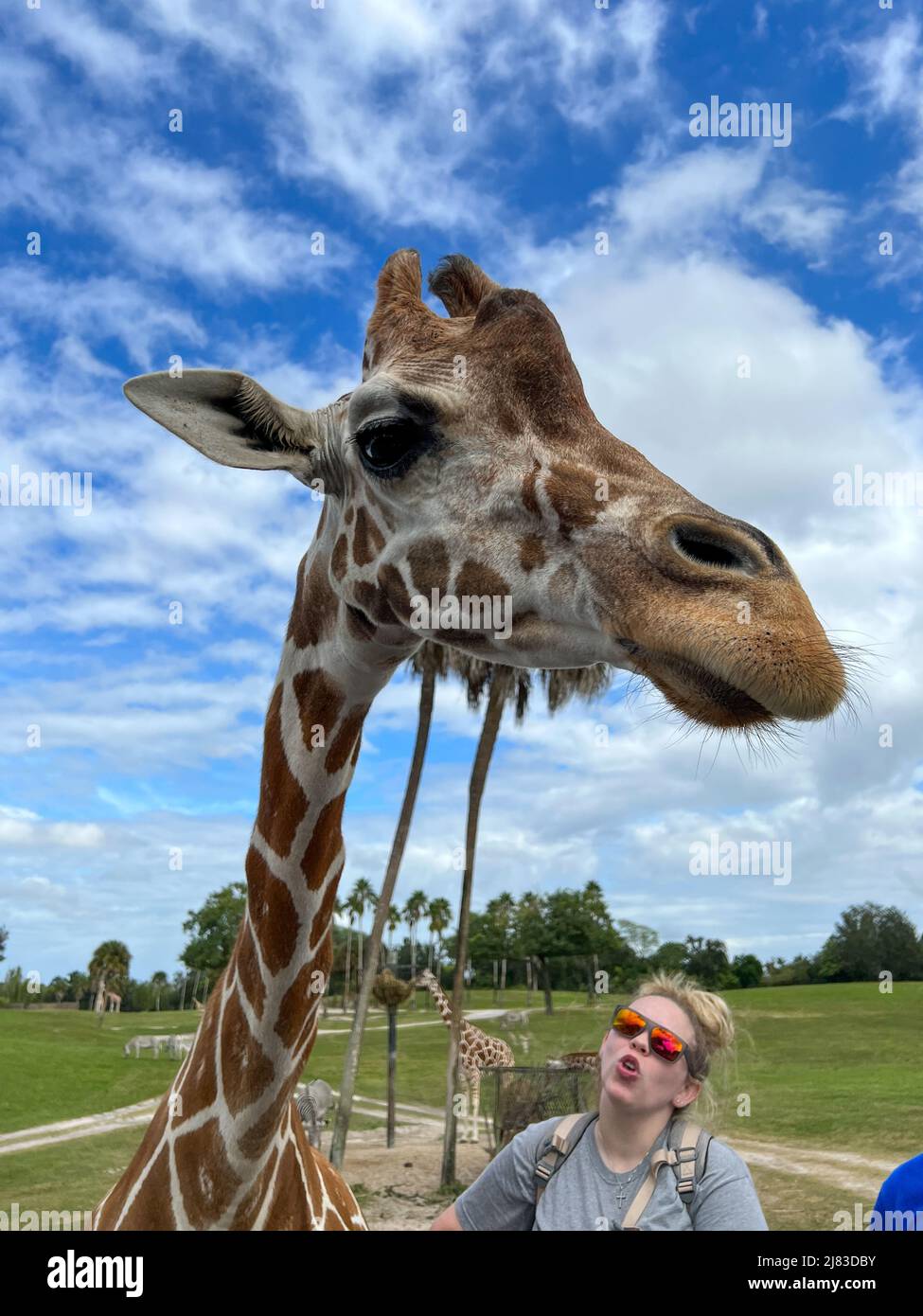 Tampa, FL USA - November 11, 2021: A closeup of a giraffe at a zoo ...