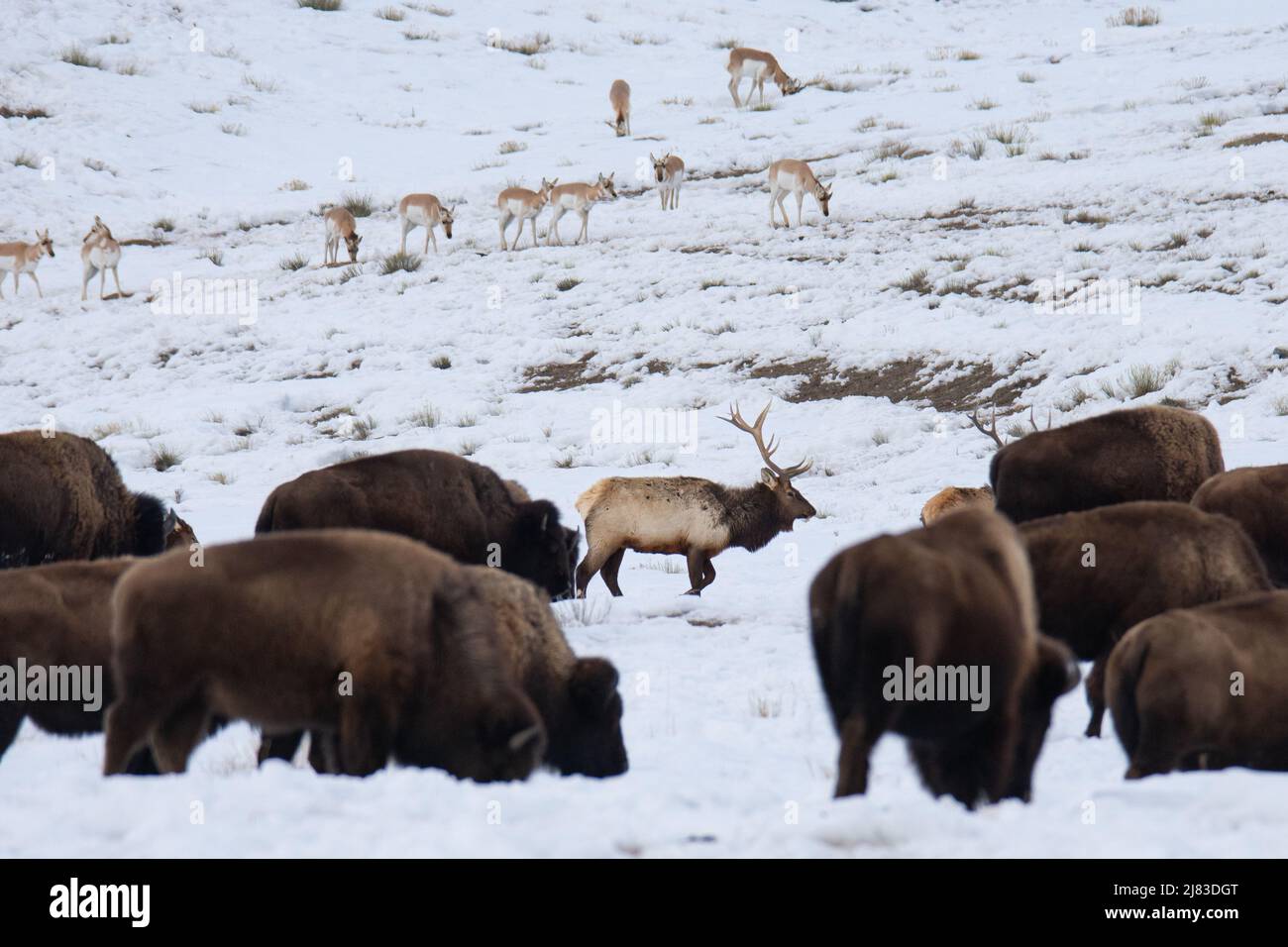 Plains bison, elk and pronghorn forage side by side through snow pack ...