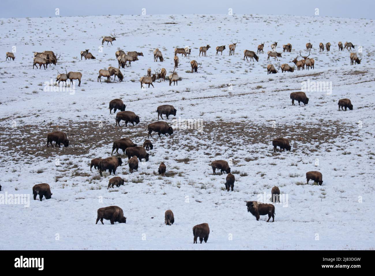 Plains bison, elk and pronghorn forage side by side through snow pack ...