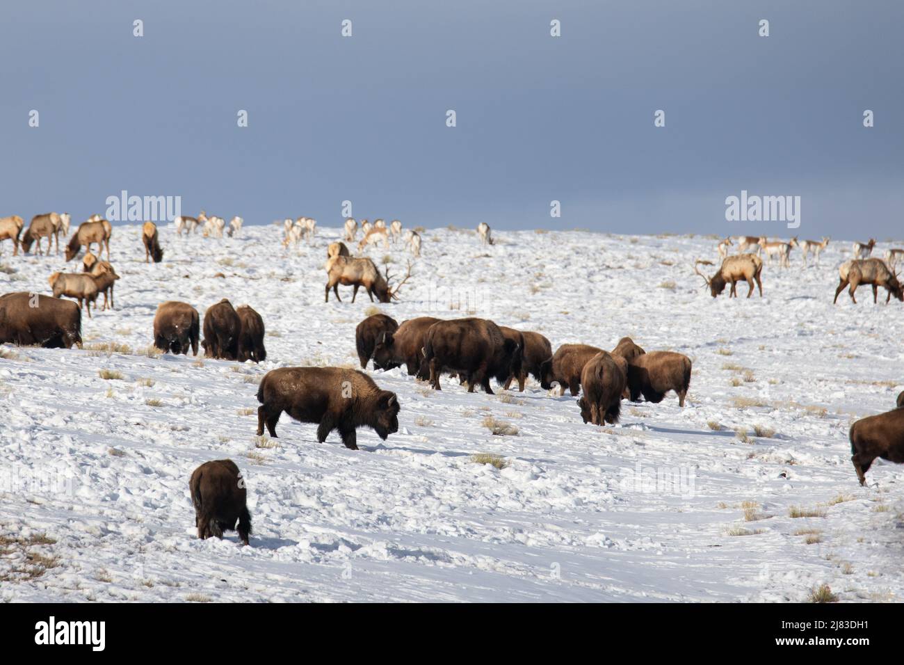 Plains bison, elk and pronghorn forage side by side through snow pack ...