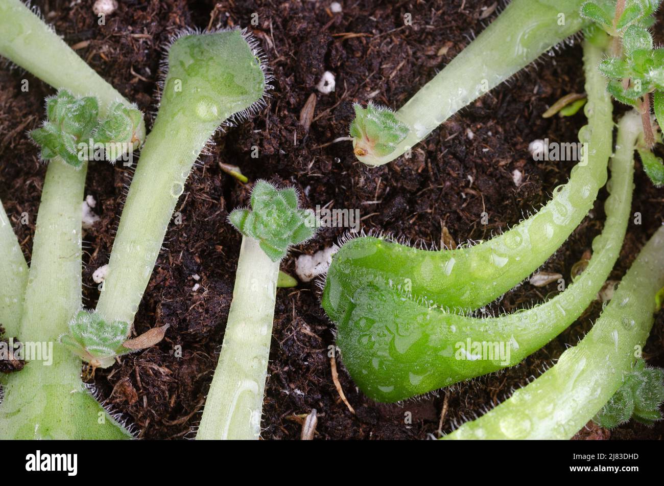 Reproduction of succulent plants. Germination of plants Stock Photo - Alamy