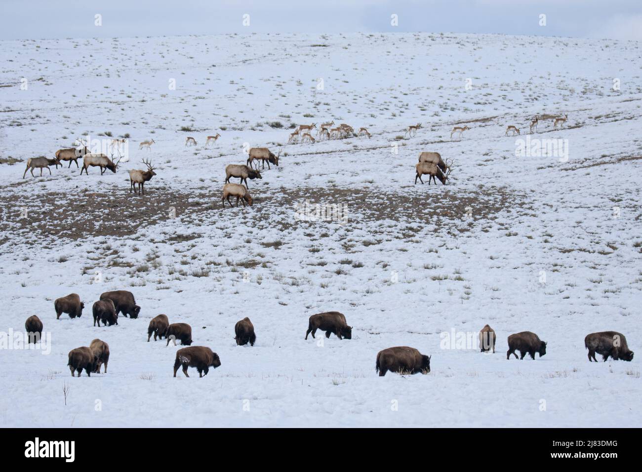 Plains bison, elk and pronghorn forage side by side through snow pack ...