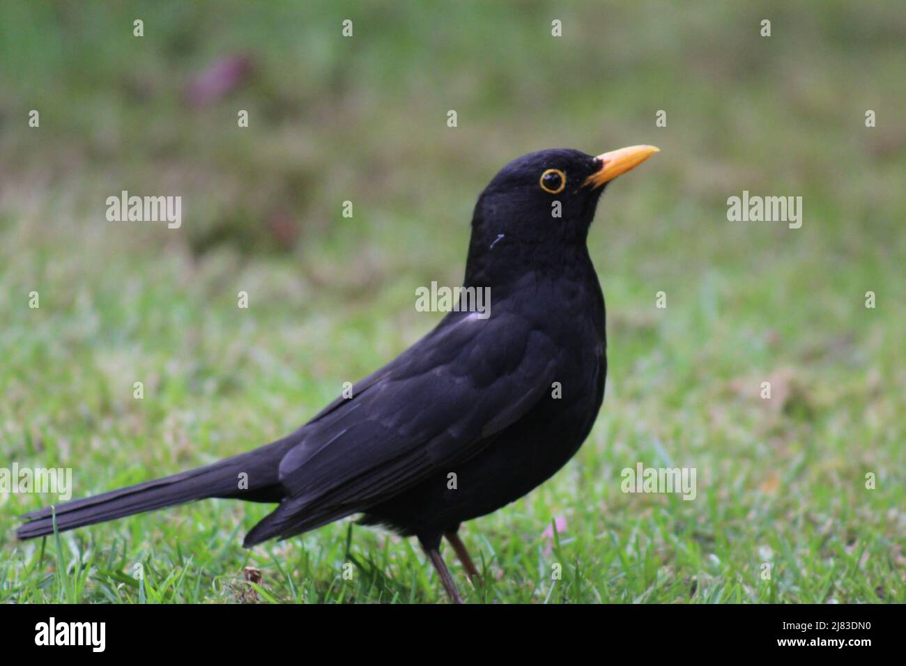 Black with orange beak hi-res stock photography and images - Alamy