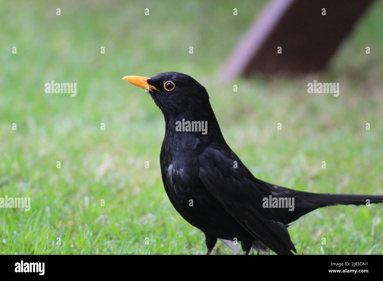 Orange eye bird hi-res stock photography and images - Alamy