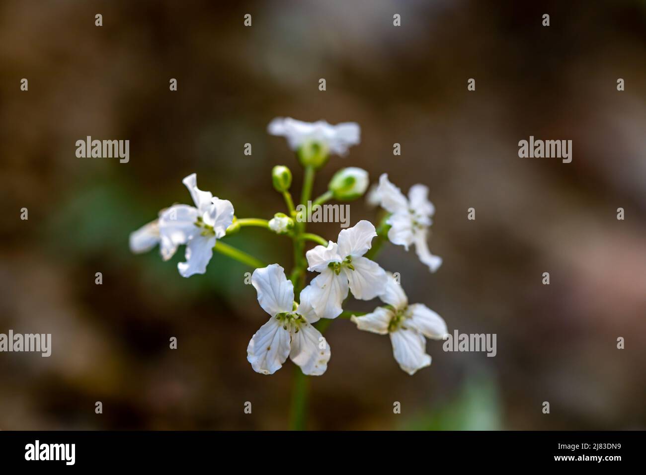 Cardamine trifolia hi-res stock photography and images - Alamy