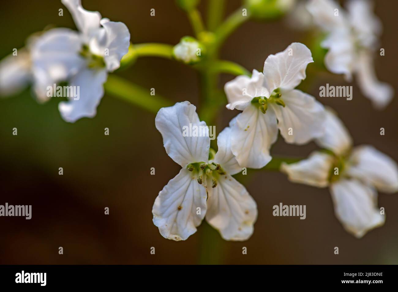 Cardamine trifolia hi-res stock photography and images - Alamy