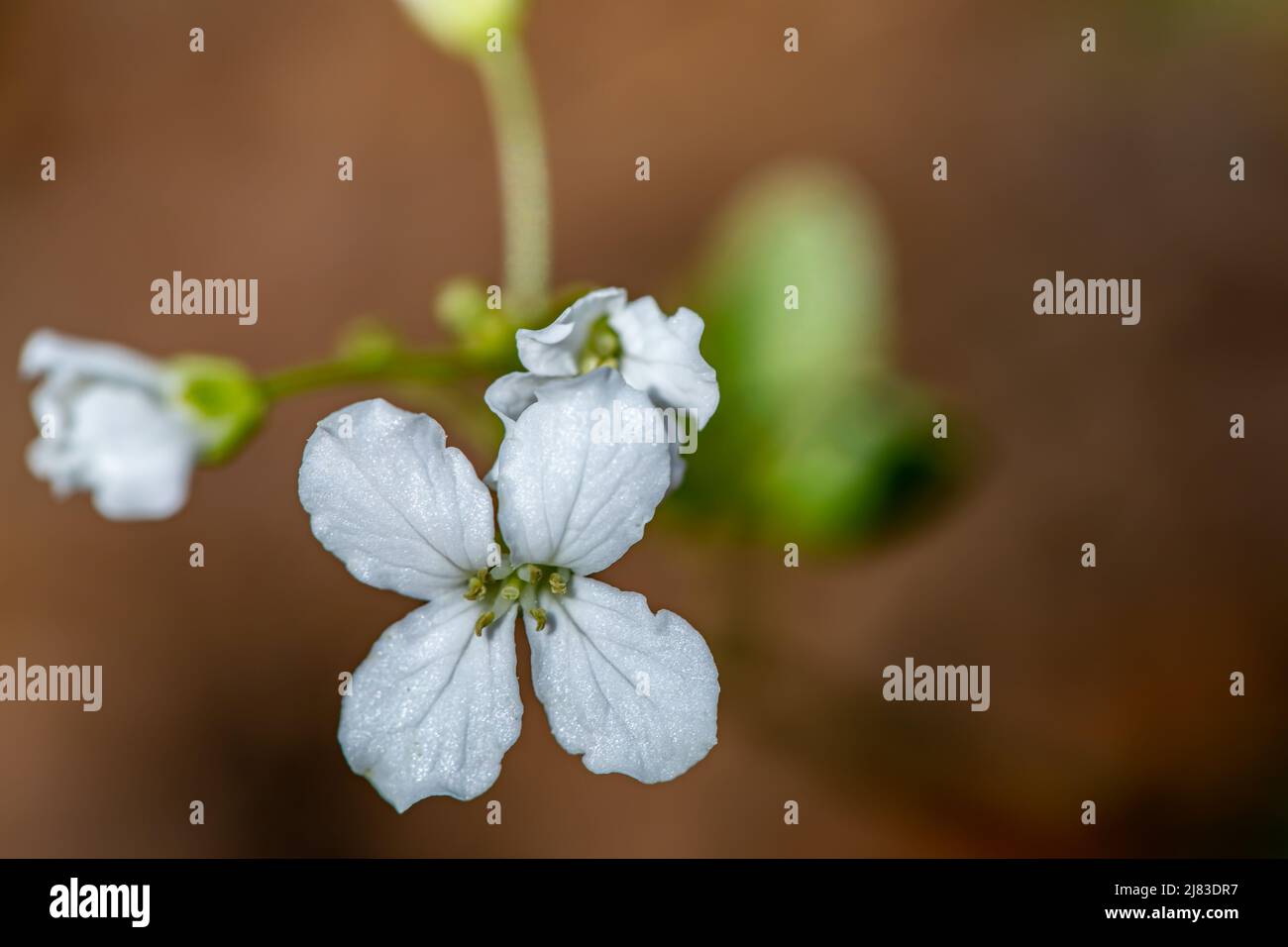 Cardamine trifolia flower growing in mountains Stock Photo - Alamy