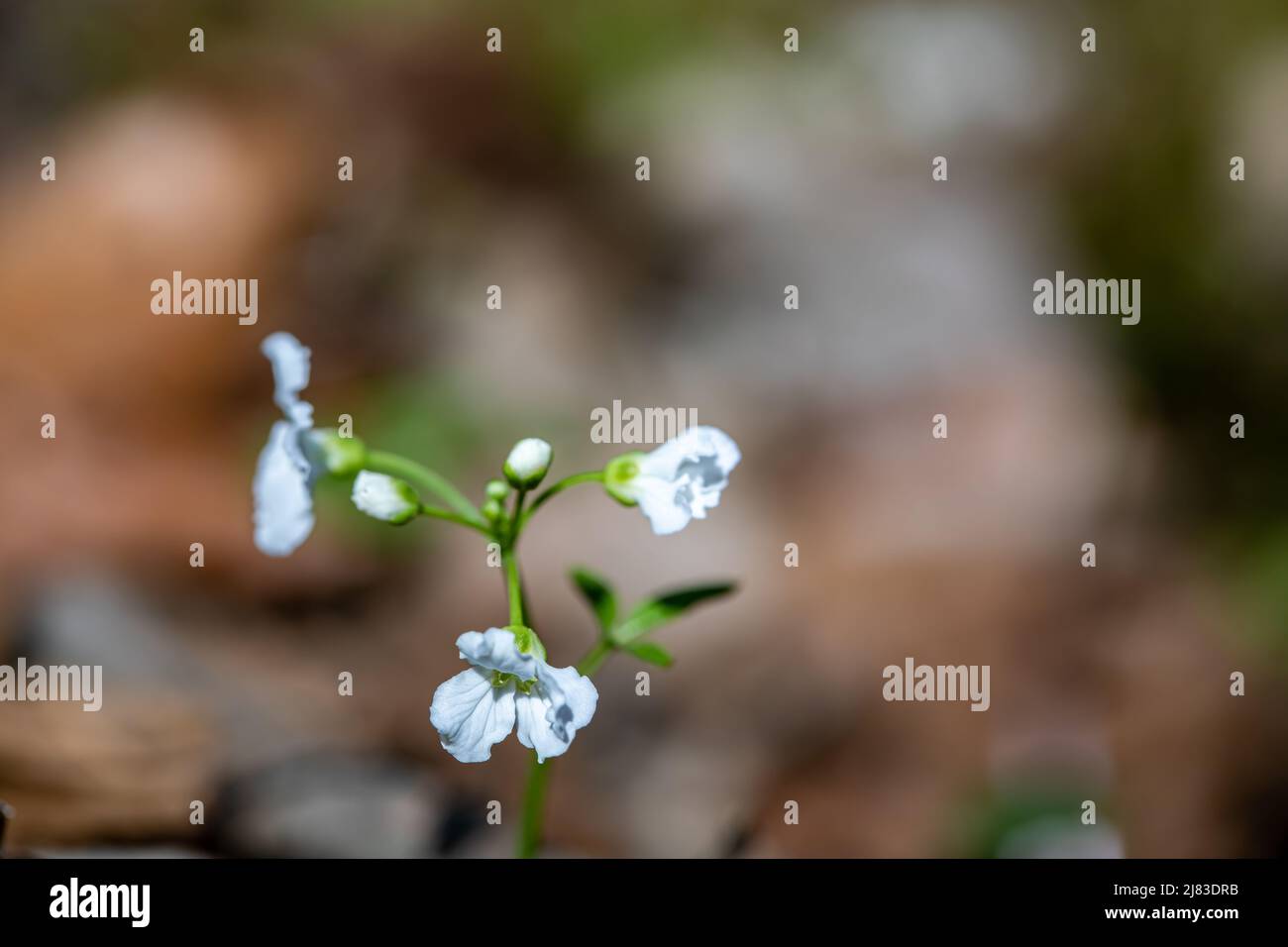Cardamine trifolia flower growing in mountains, close up Stock Photo ...