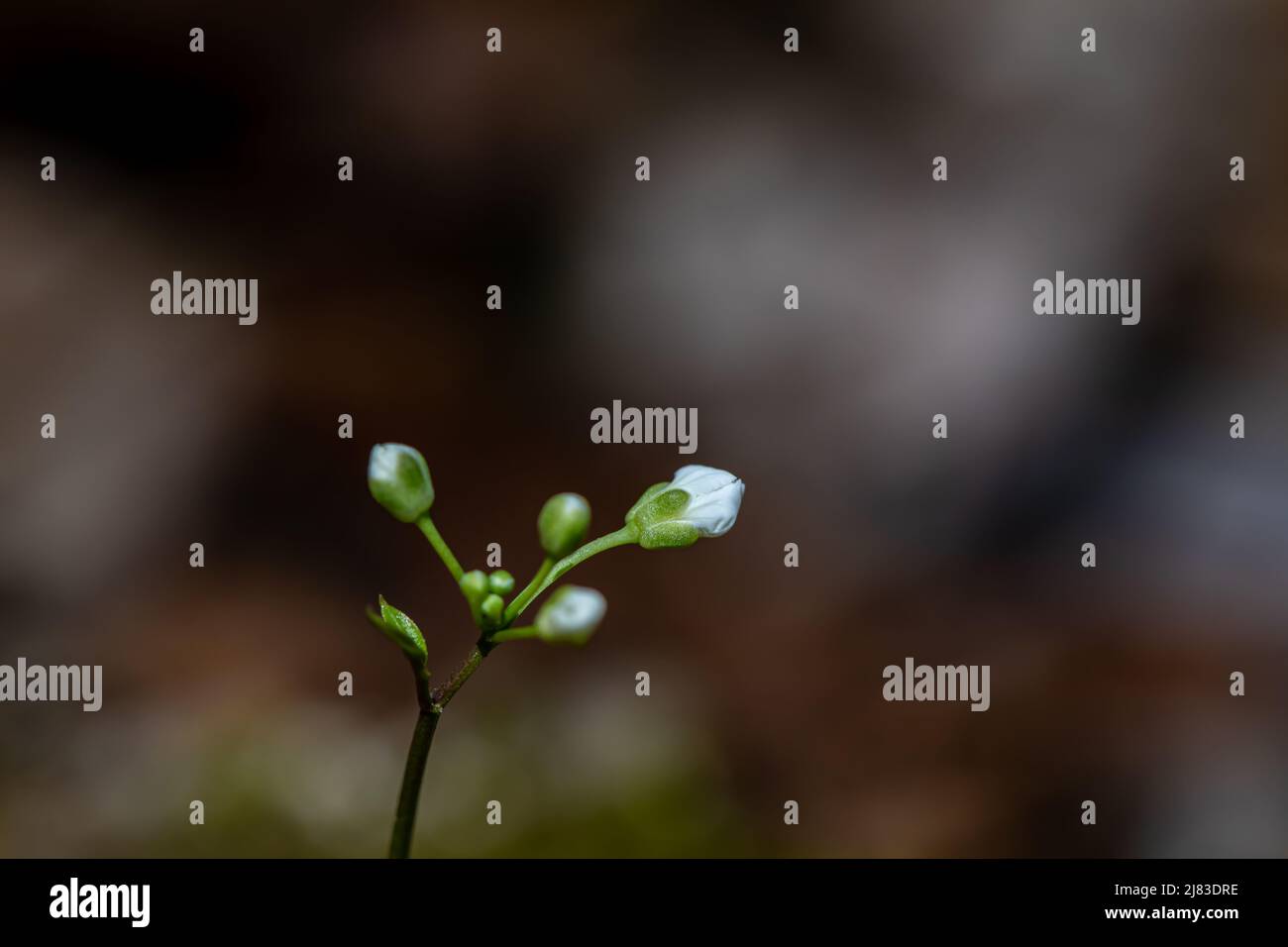 Cardamine trifolia flower growing in mountains, close up shoot Stock ...