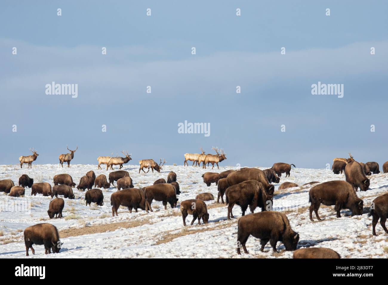 Plains bison, elk and pronghorn forage side by side through snow pack ...