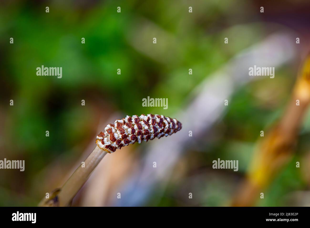 Equisetum arvense flower in meadow, close up Stock Photo - Alamy