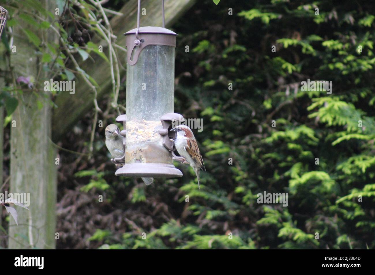 Birds on bird feeder in garden Stock Photo - Alamy