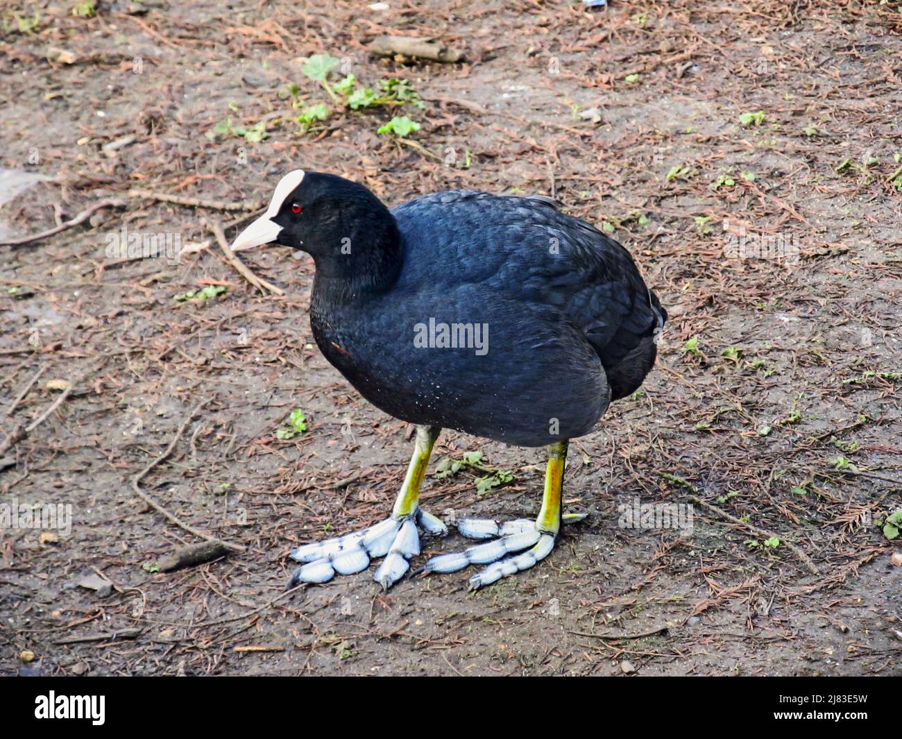 A Common Coot (Fulica atra) outside of the water, so that its lobbed ...