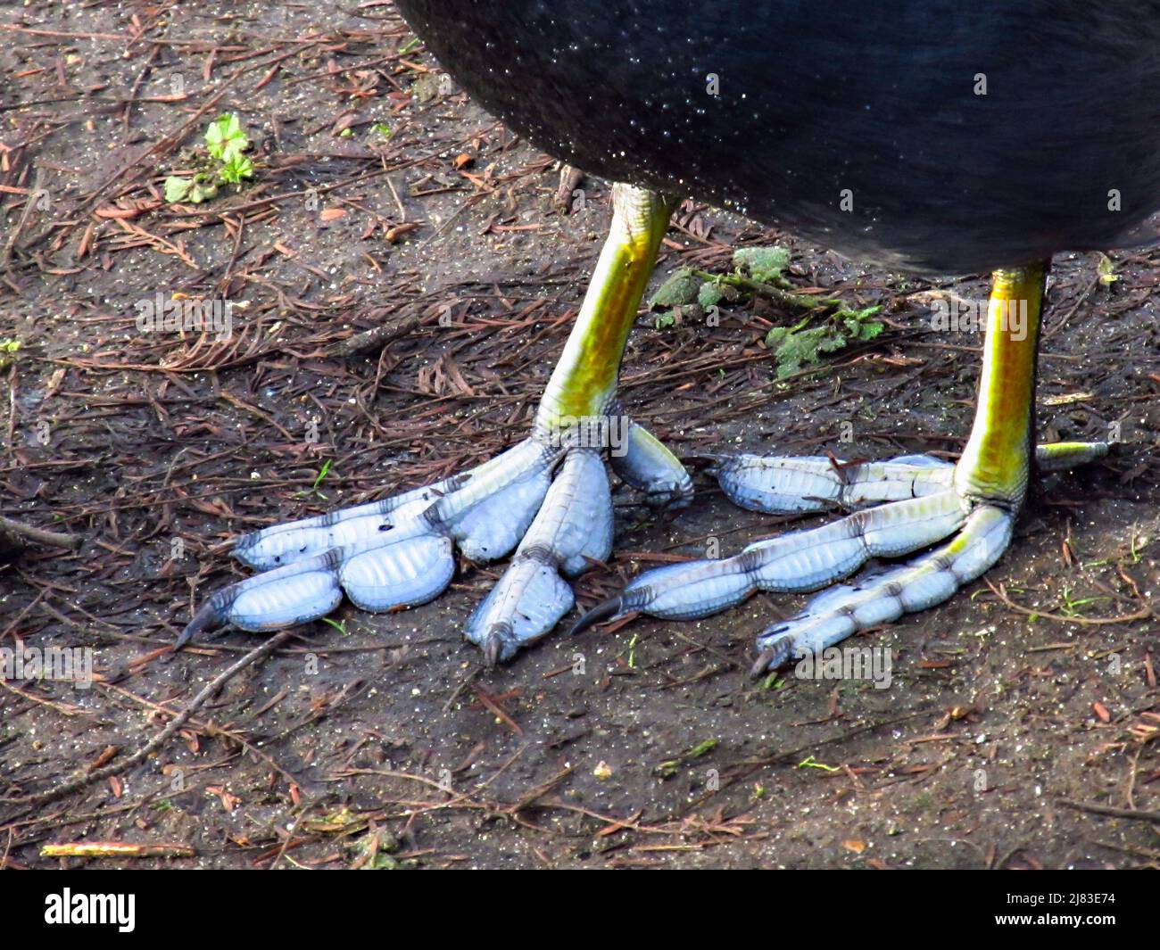 Webbed toes hi-res stock photography and images - Alamy