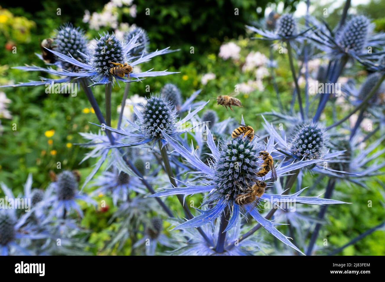 Sweat bee (Halictus scabiosae), honey bee (Apis mellifera), alpine sea ...