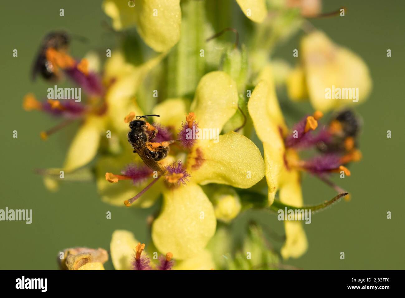 Sweat bee (Lasioglossum) collecting pollen from black dark mullein ...