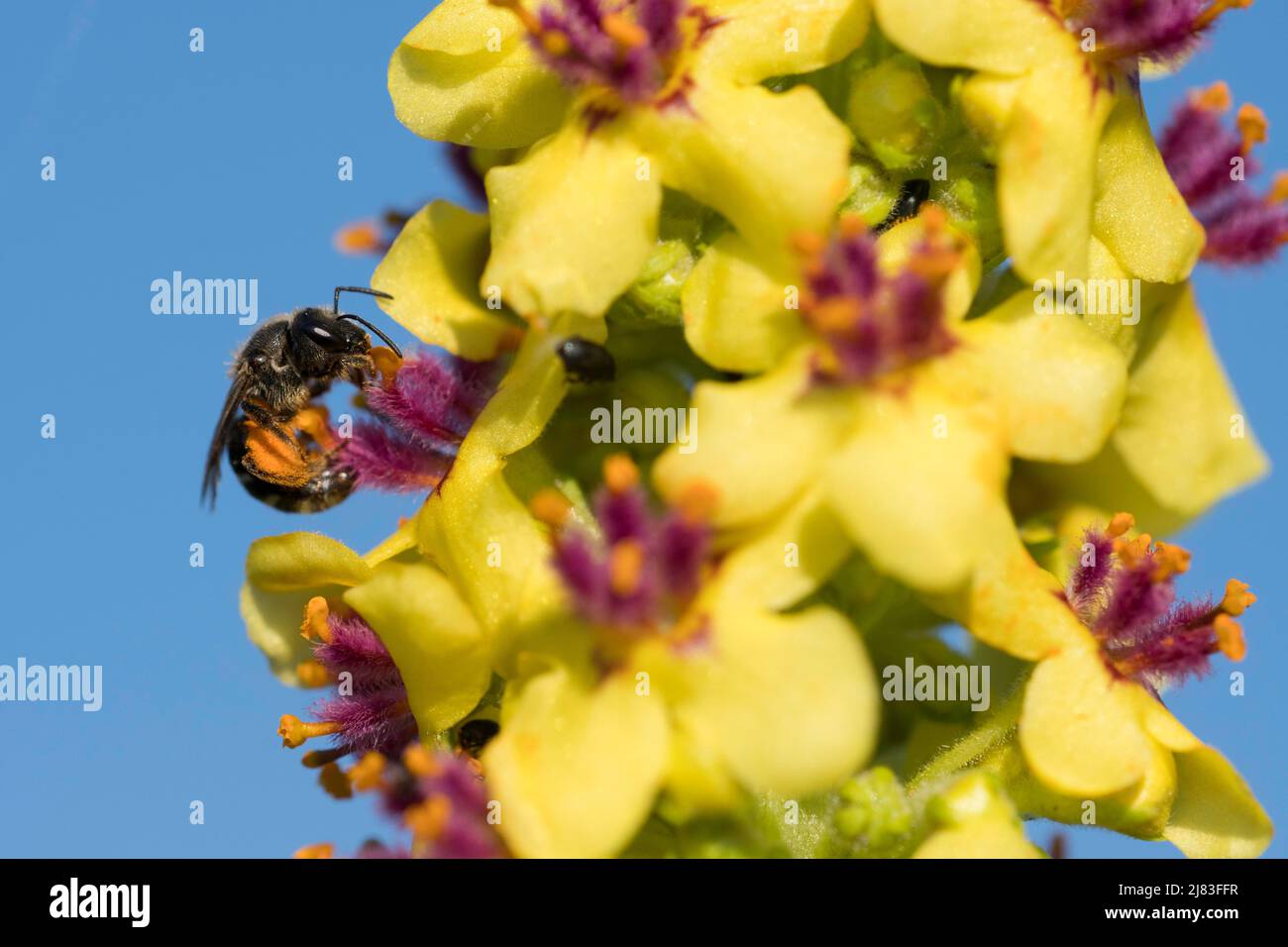 Sweat bee (Lasioglossum) collecting pollen from black dark mullein ...