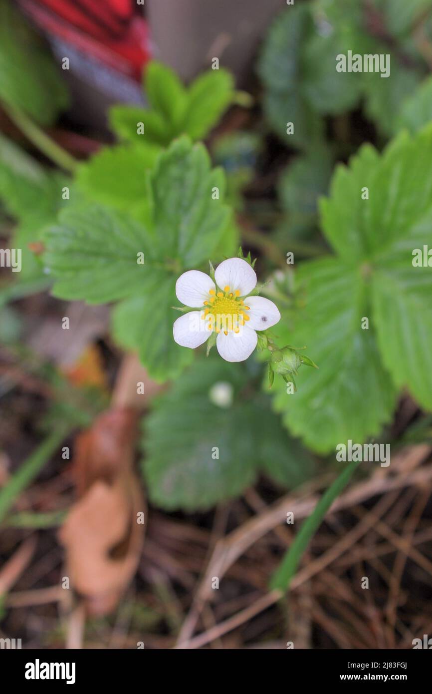 Enjoy wild flowers hi-res stock photography and images - Alamy