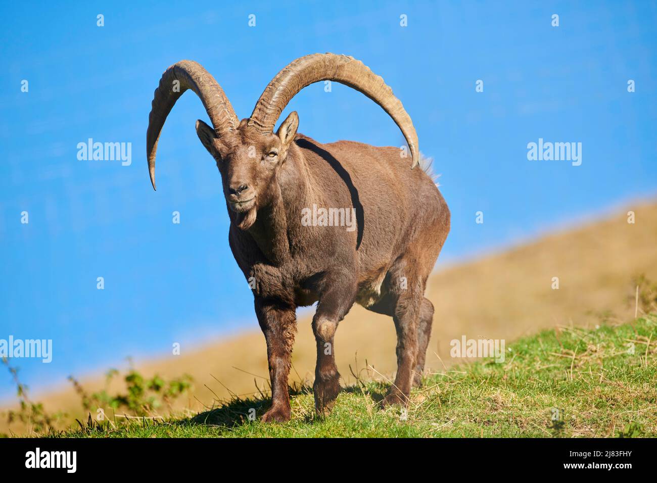 Alpine ibex (Capra ibex) male in the wildlife Park Aurach near ...
