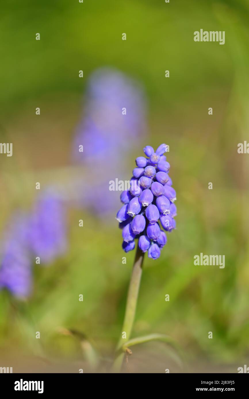 Grape hyacinth (Muscari), Buete, North Rhine-Westphalia, Germany Stock ...