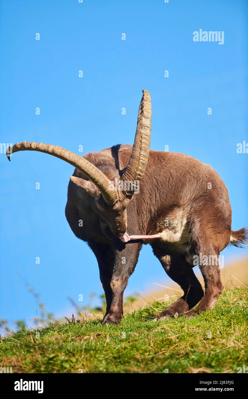 Alpine ibex (Capra ibex) male in the wildlife Park Aurach near ...