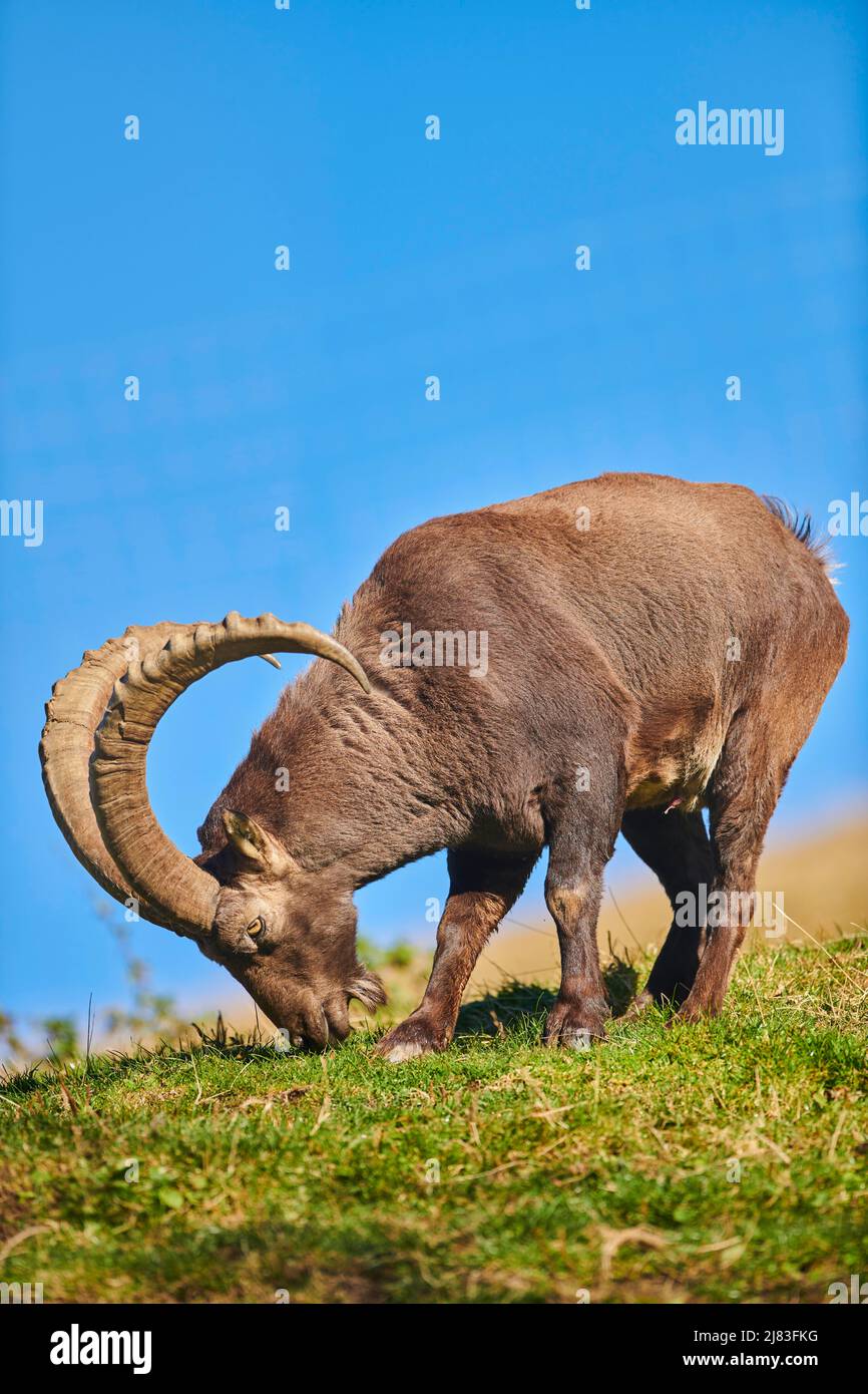 Alpine ibex (Capra ibex) male in the wildlife Park Aurach near ...