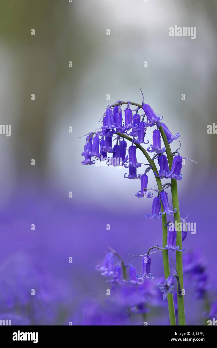 Common bluebell (Hyacinthoides non-scripta), blue mayflower, North ...