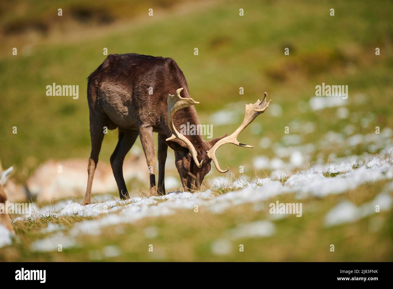 Common fallow deer (Dama dama) buck in the alps, Wildlife Park Aurach ...